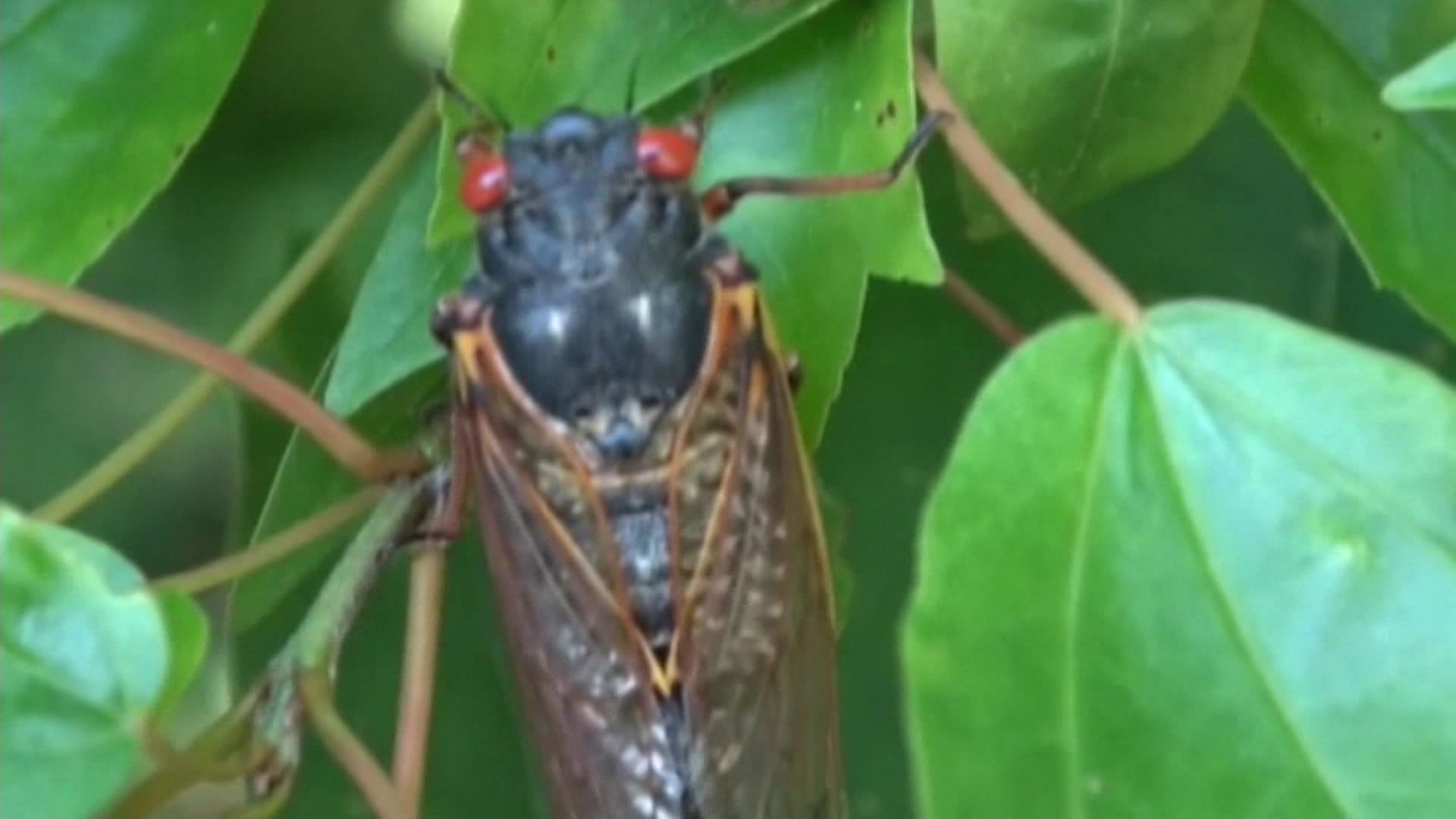 Cicadas native to Long Island poised to make a comeback this spring