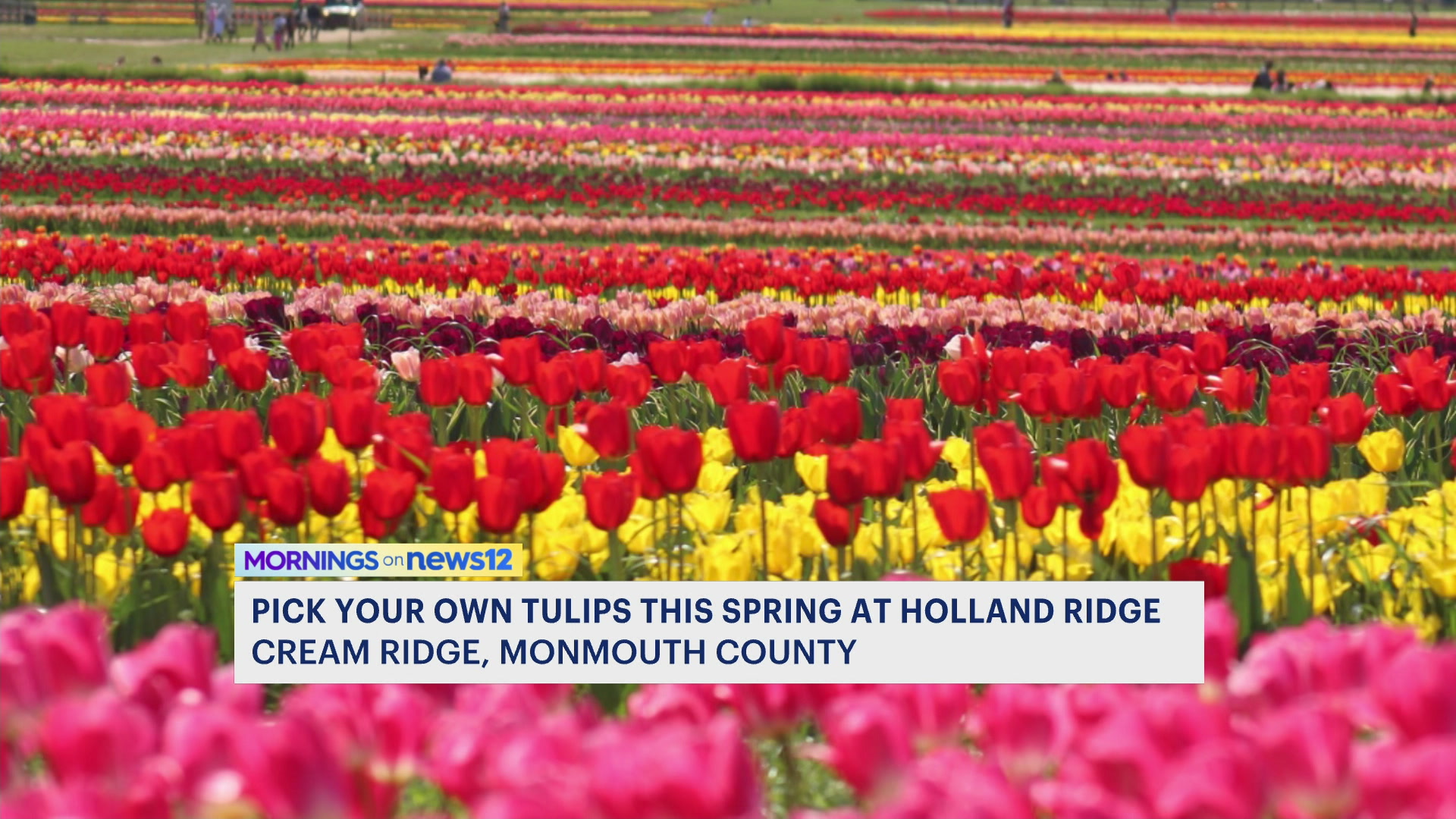 Enjoy millions of tulips at the Holland Ridge Farms' Spring Spectacular