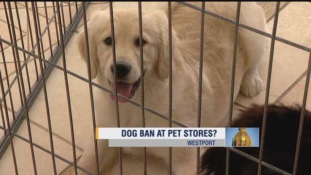 News 12 | Connecticut | Ct Pet Stores Could Be Banned From Selling Dogs ...