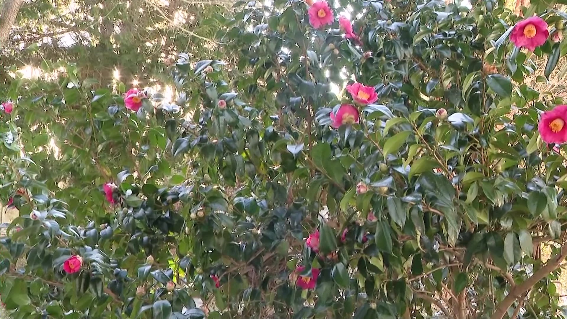 News 12 | New Jersey | Garden Guide Imagine A Rose That Blooms All ...