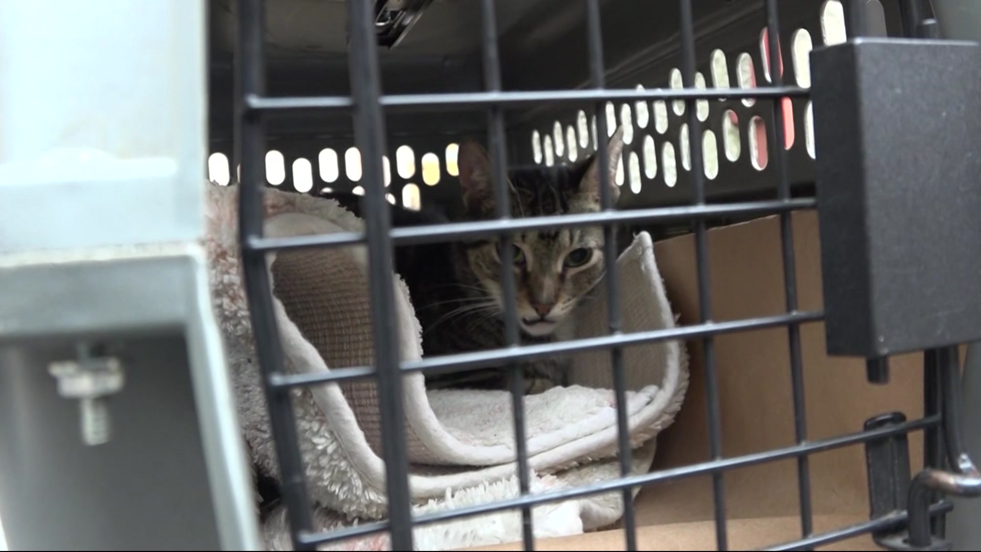 News 12 | The Bronx | Cat rescued from abandoned New York City building ...