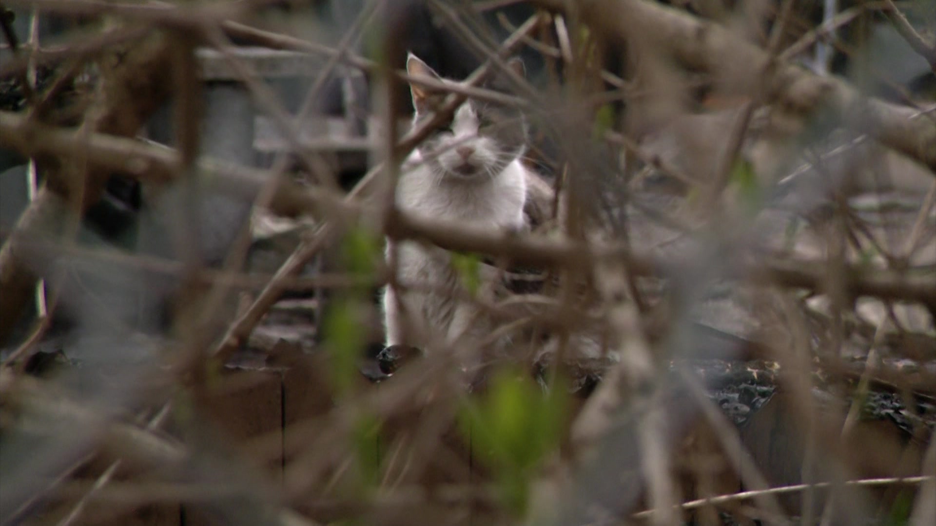 Legal battle brews over future of Happy Cat Sanctuary as lives of more ...