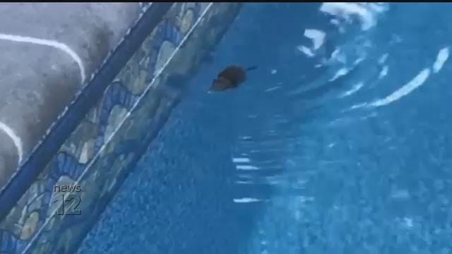 News 12 | Westchester | Rats Running Rampant In Plainview Pools Gardens ...