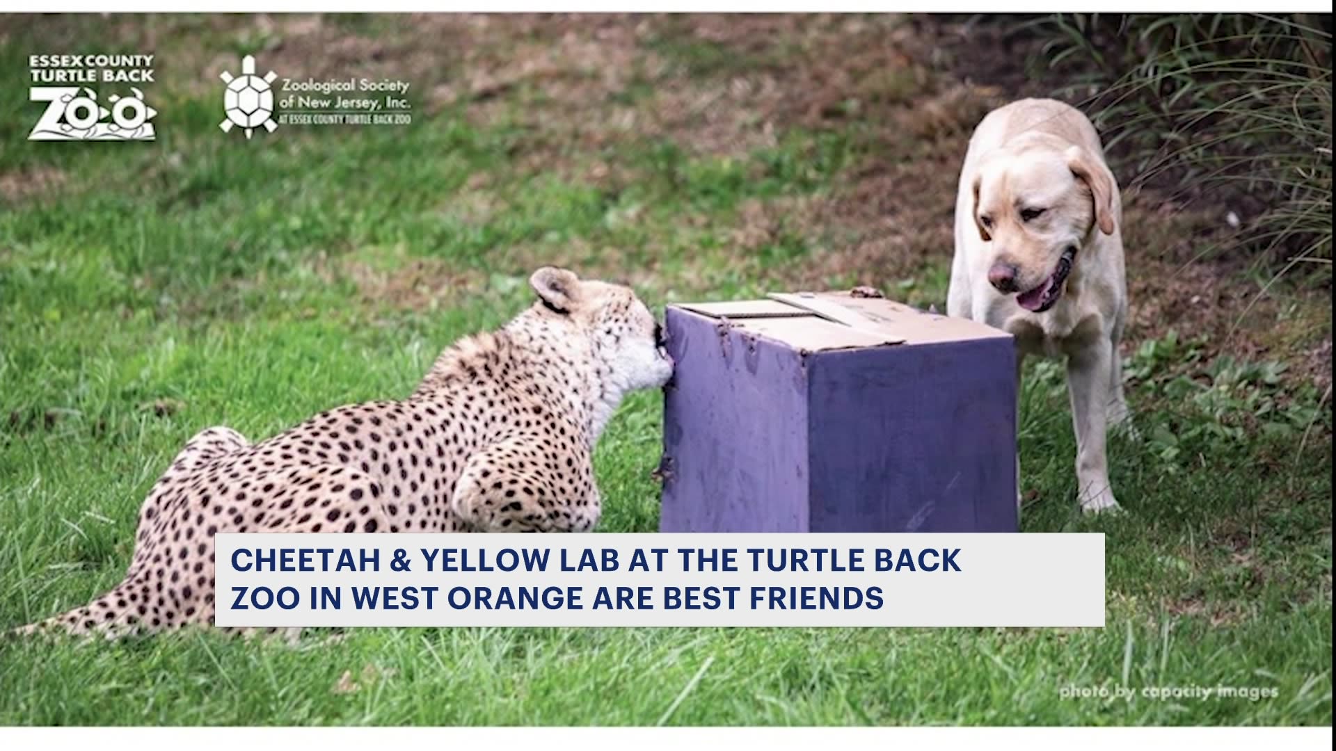 Best friends! Meet the cheetah and dog pairing at Turtle Back Zoo