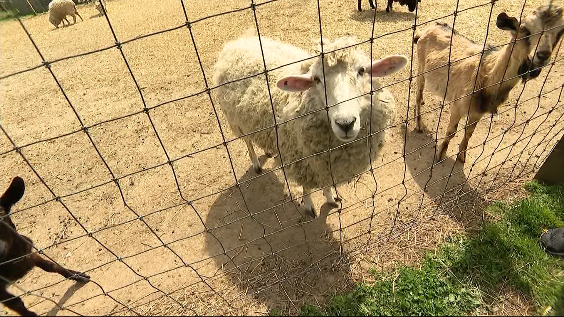 Enjoy old fashioned family fun at Benner's Farm in East Setauket