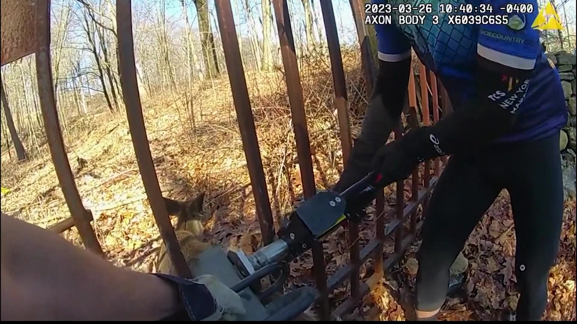 CAUGHT ON VIDEO: Police rescue deer stuck in iron gate