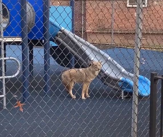Coyote possibly spotted at playground in Melrose