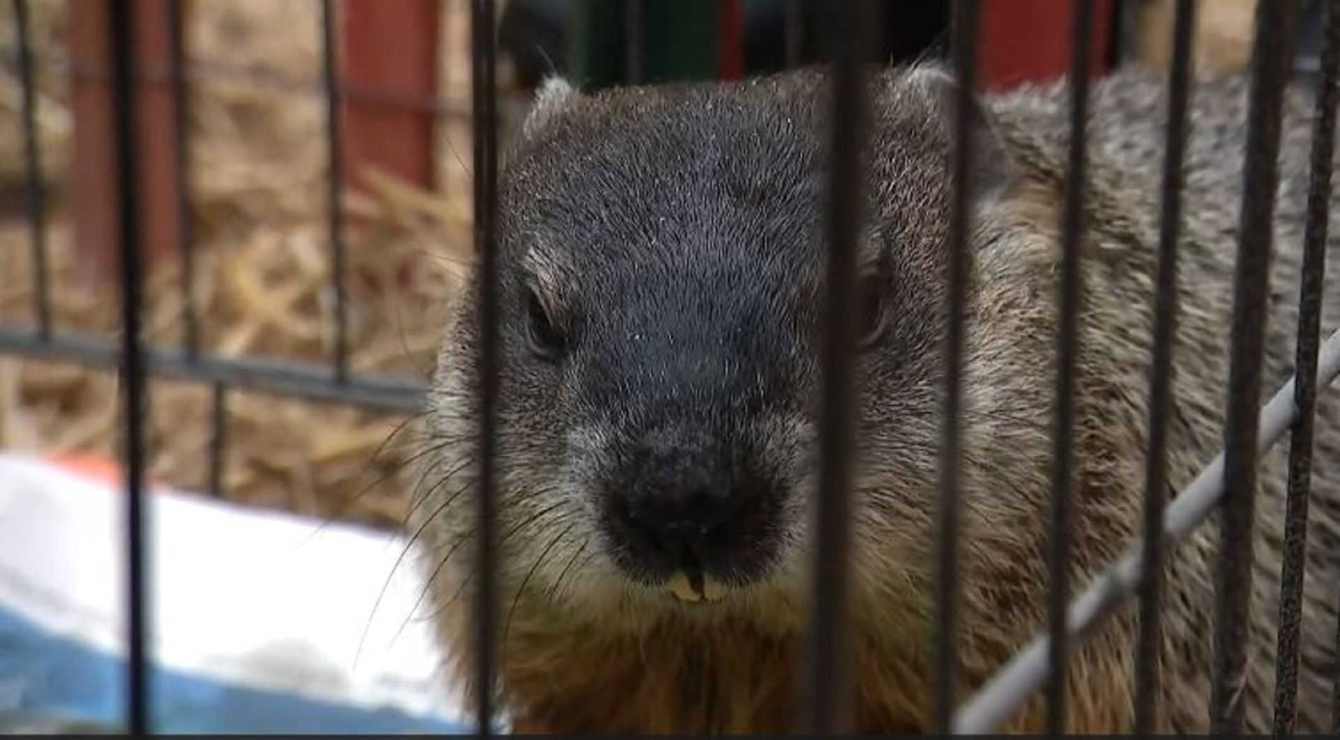 ALERT CENTER: Long Island's groundhogs have contradicting spring reports