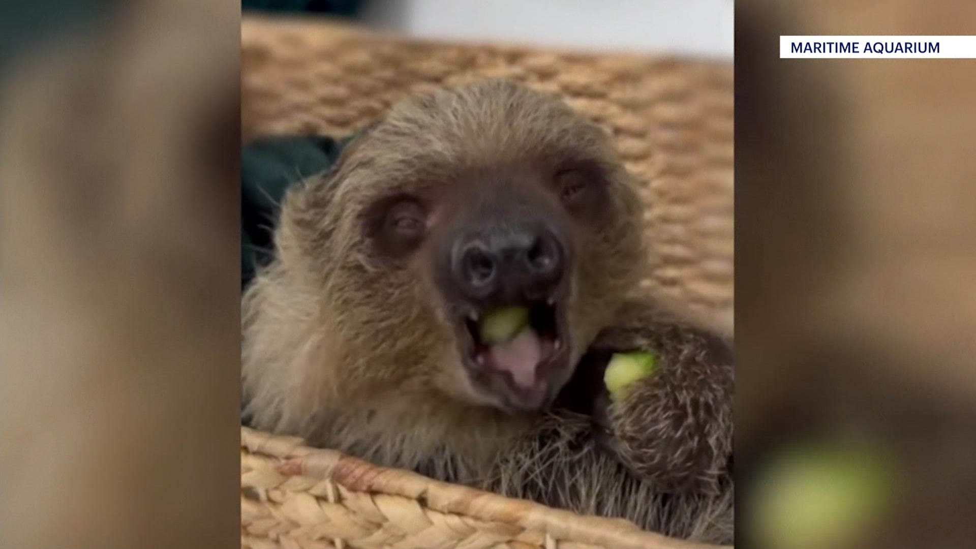 News 12 | Connecticut | Maritime Aquarium Welcomes Two Toed Sloth