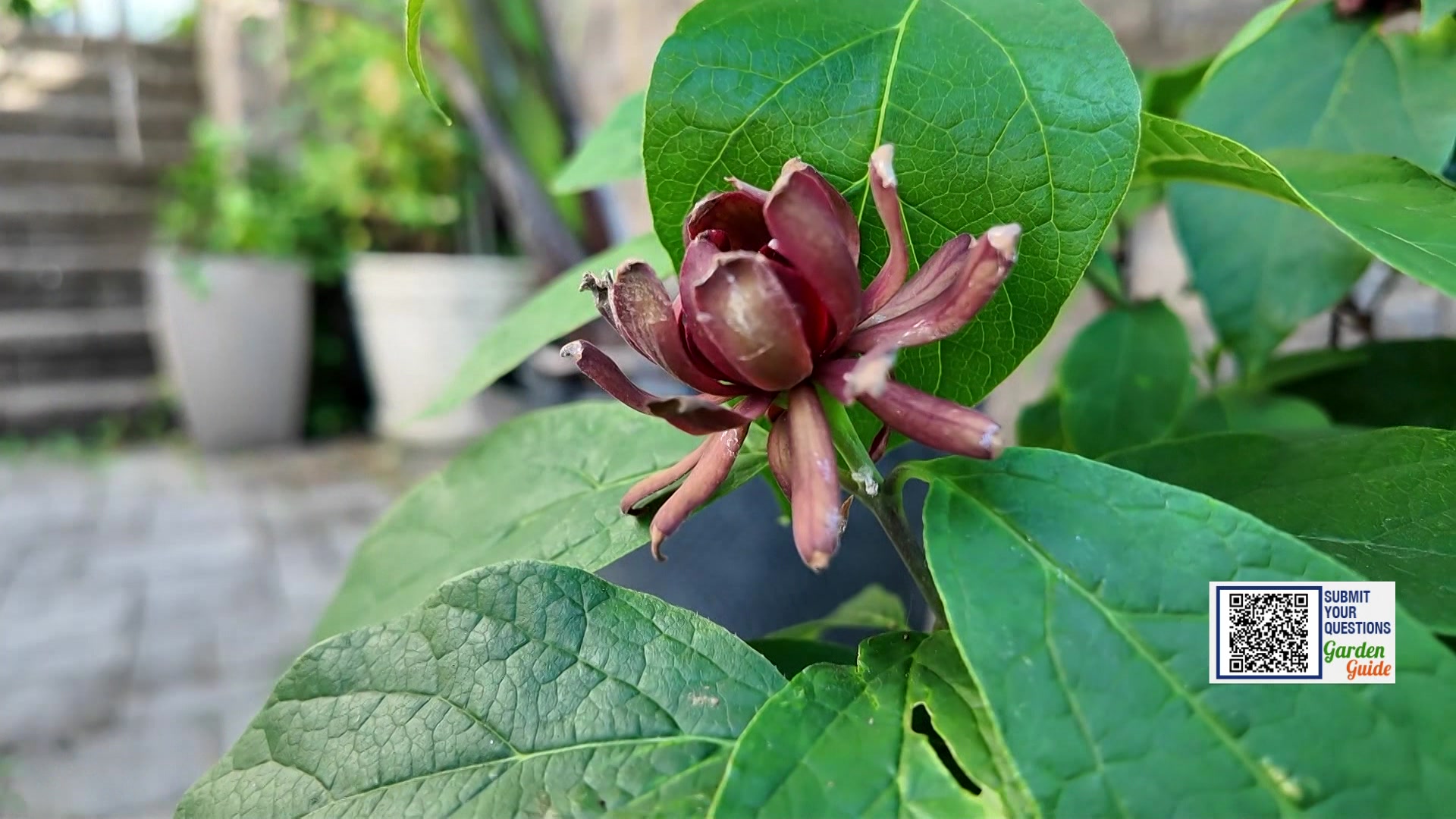 News 12 | Westchester | These Native Plants Are Fun Unusual And Easy To ...