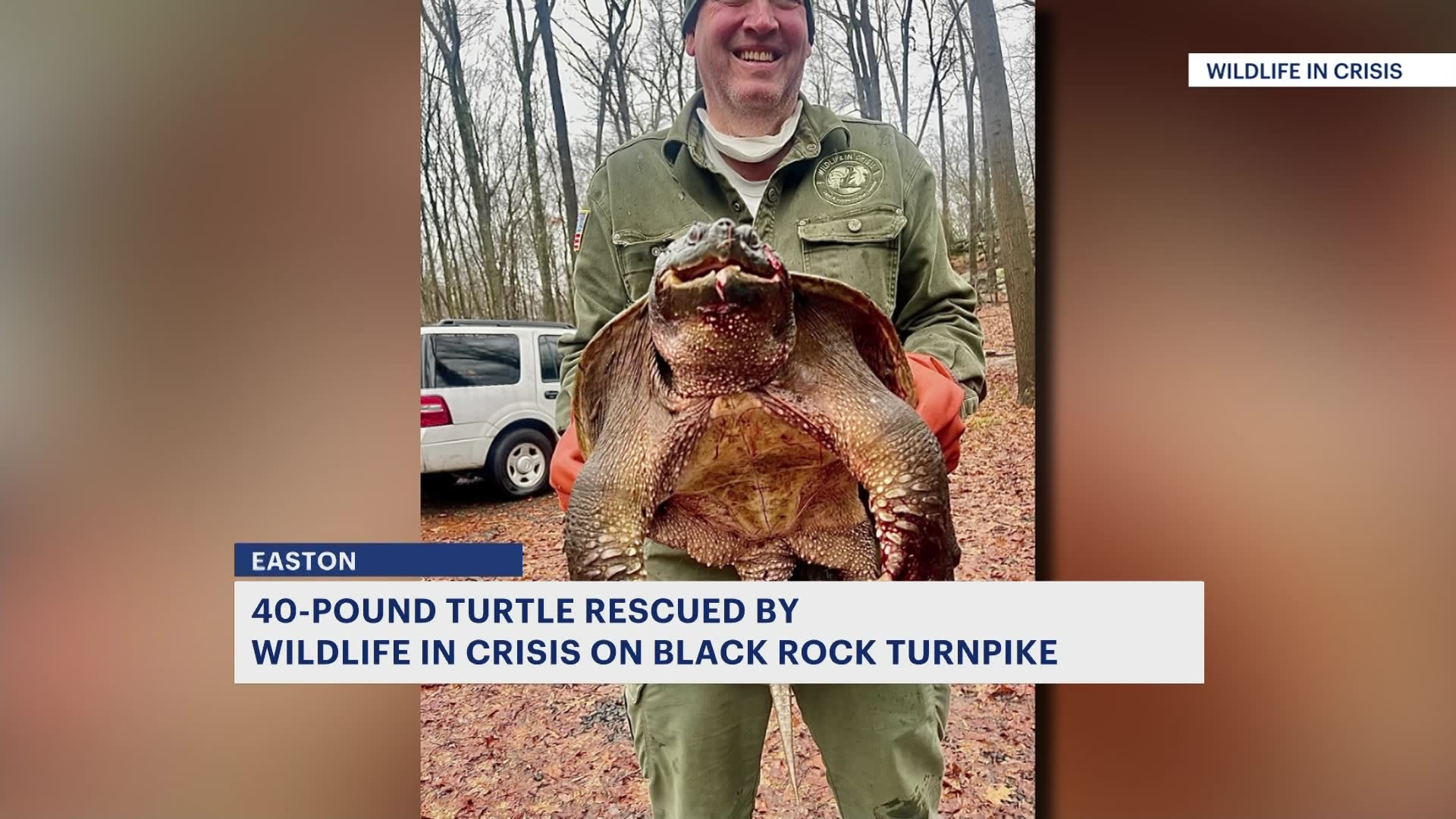 Good Samaritan rescues turtle in Easton Good Samaritan rescues turtle in Easton