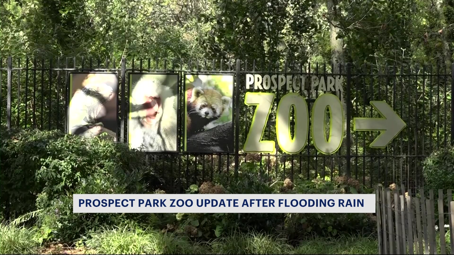 Prospect Park Zoo strives to reopen following damage incurred from ...