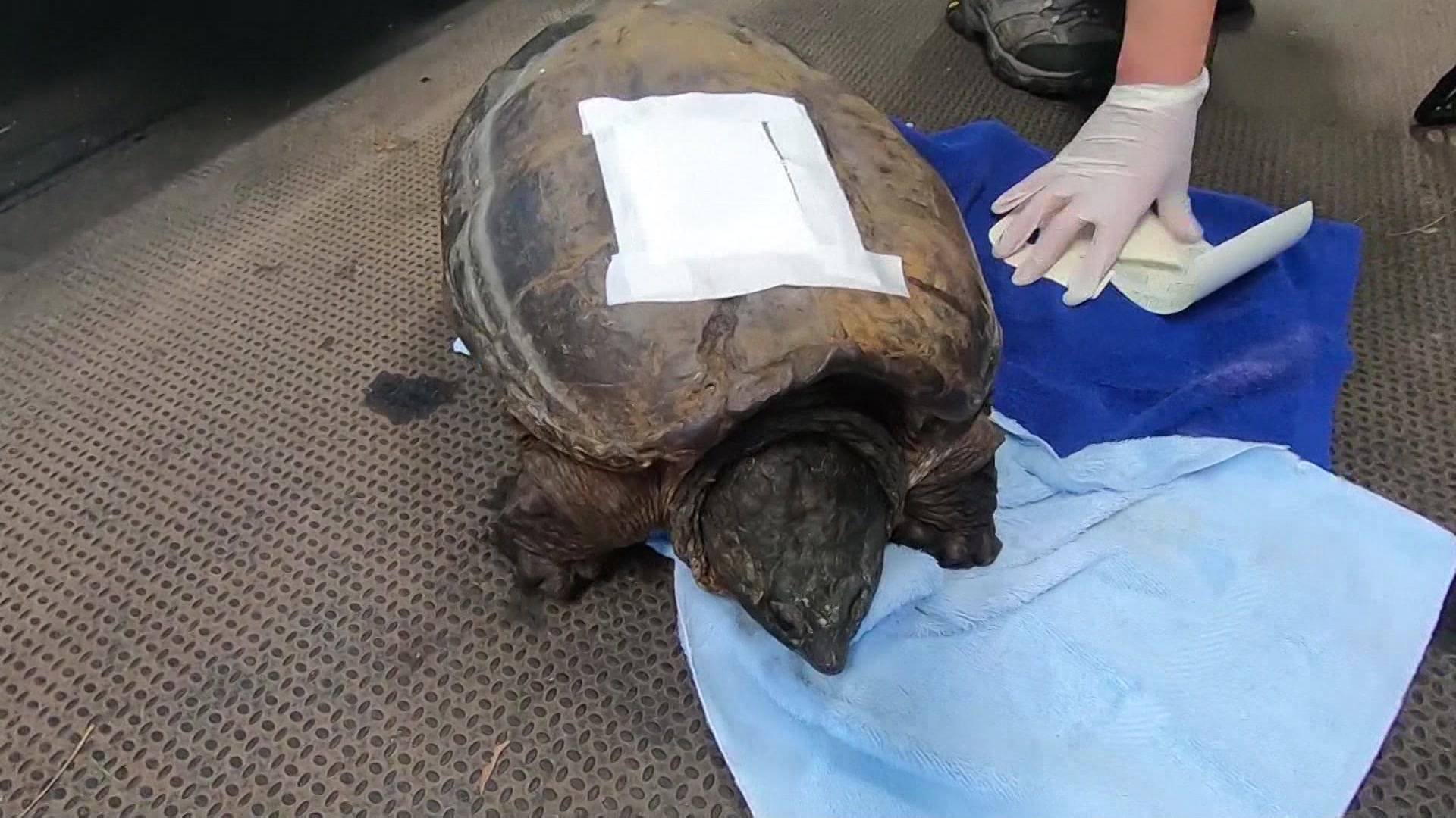 Mercer County Wildlife Center spends summer rehabilitating snapping ...