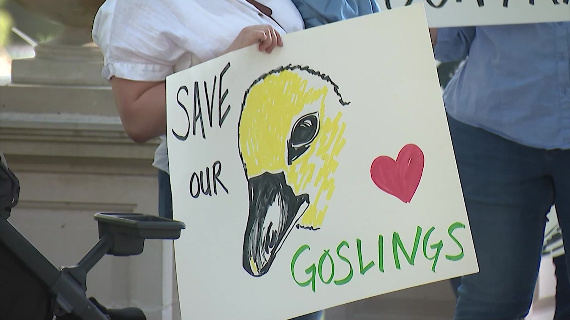 Peapack-Gladstone moves ahead with controversial plan to euthanize ...