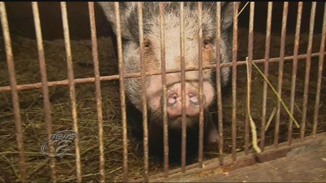 Rescuers: 200-pound pig lived in deplorable conditions, ate only Cheerios