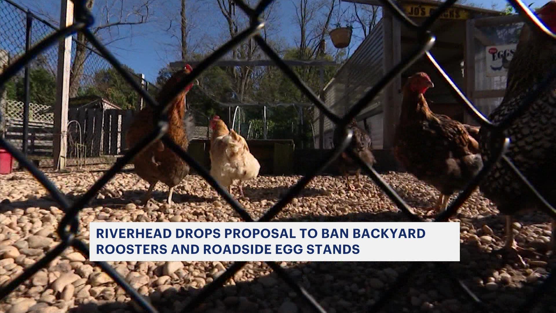 News 12 | Long Island | Riverhead drops proposal to ban backyard ...