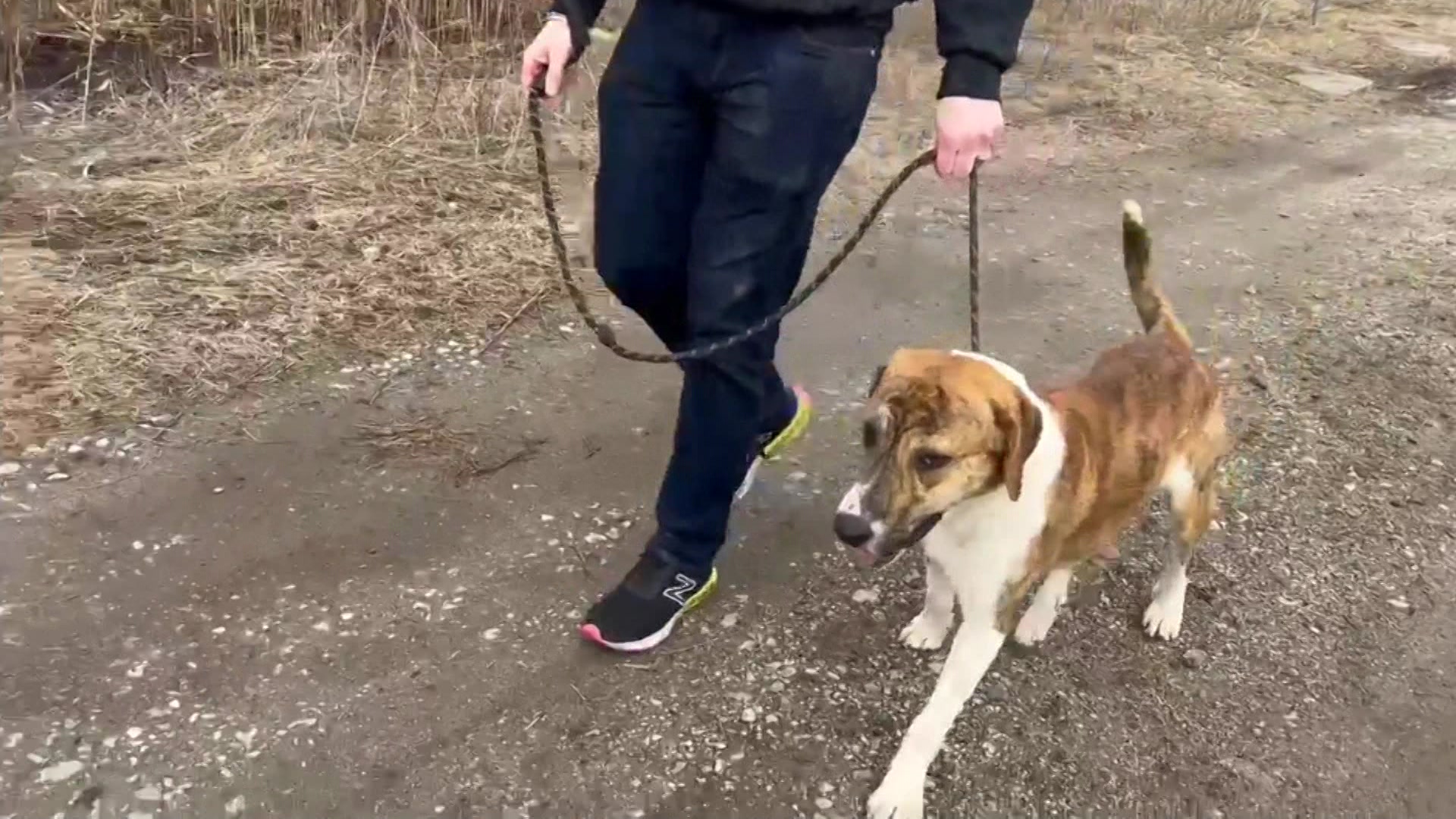 News 12 | Connecticut | Paws And Pals Dogs Up For Adoption At Ruff ...