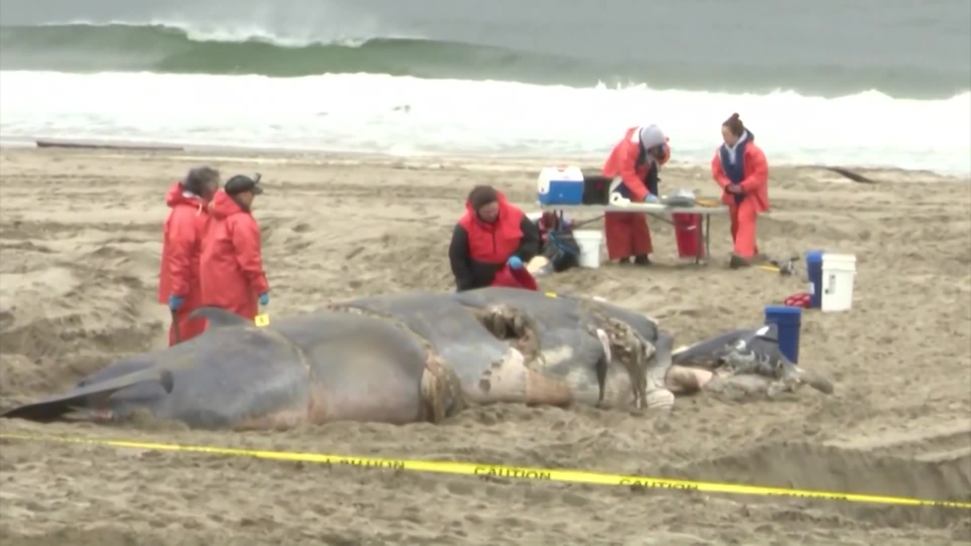 Marine Mammal Stranding Center caught in crossfire amid dead whale ...