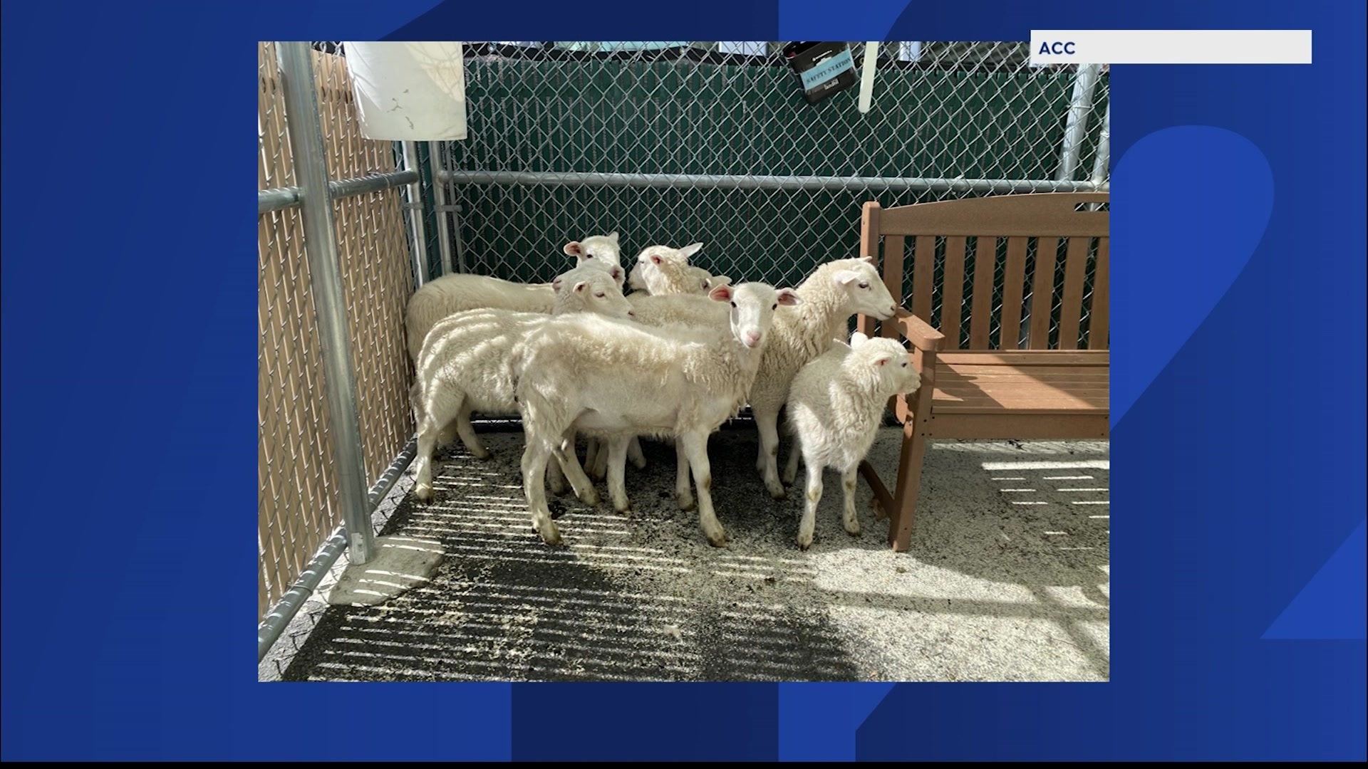 News 12 | Westchester | Brooklyn Man Discovers Flock Of Sheep In His ...