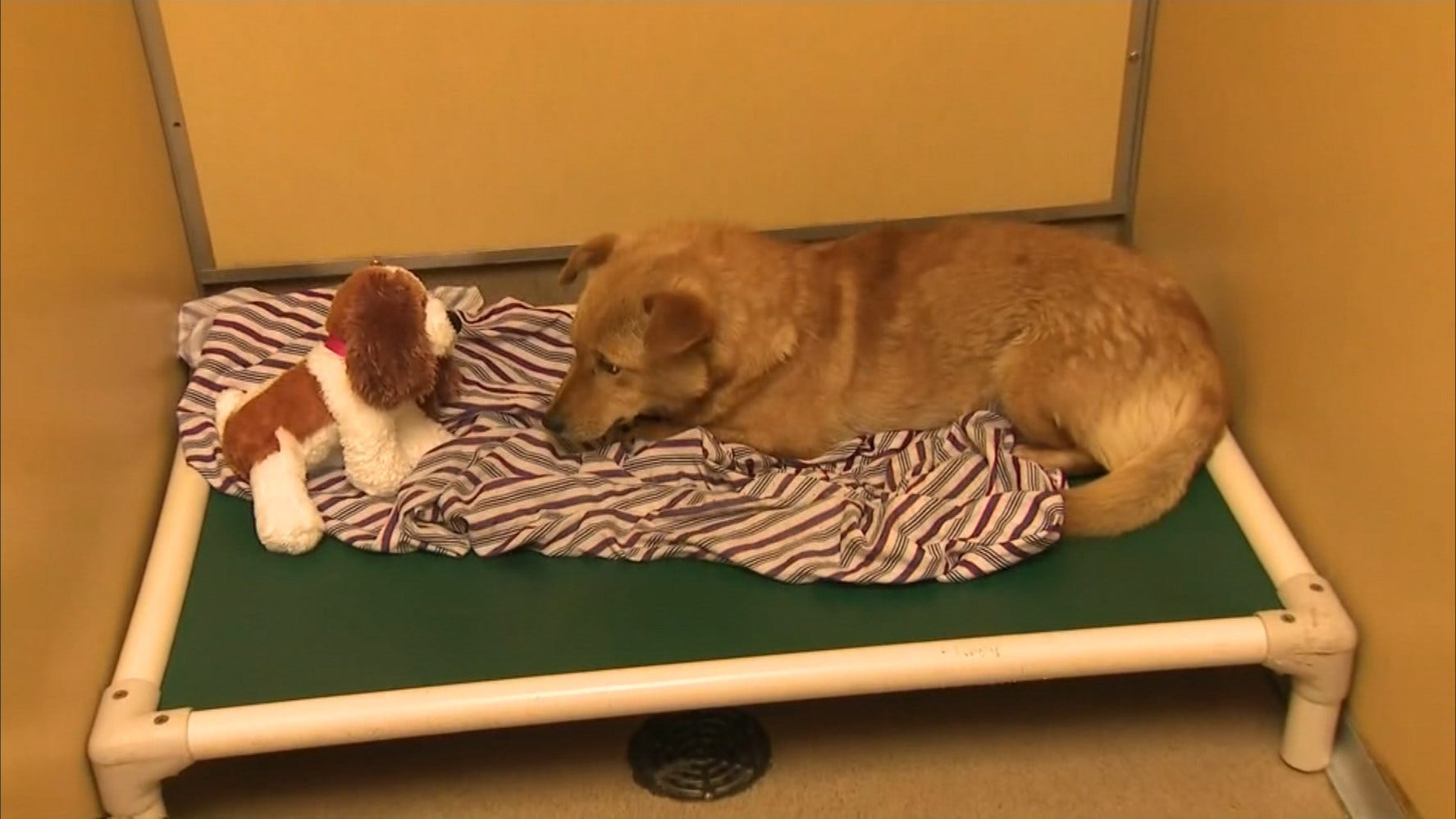 News 12 | New Jersey | Monmouth County Spca Rescues Several Dogs From ...