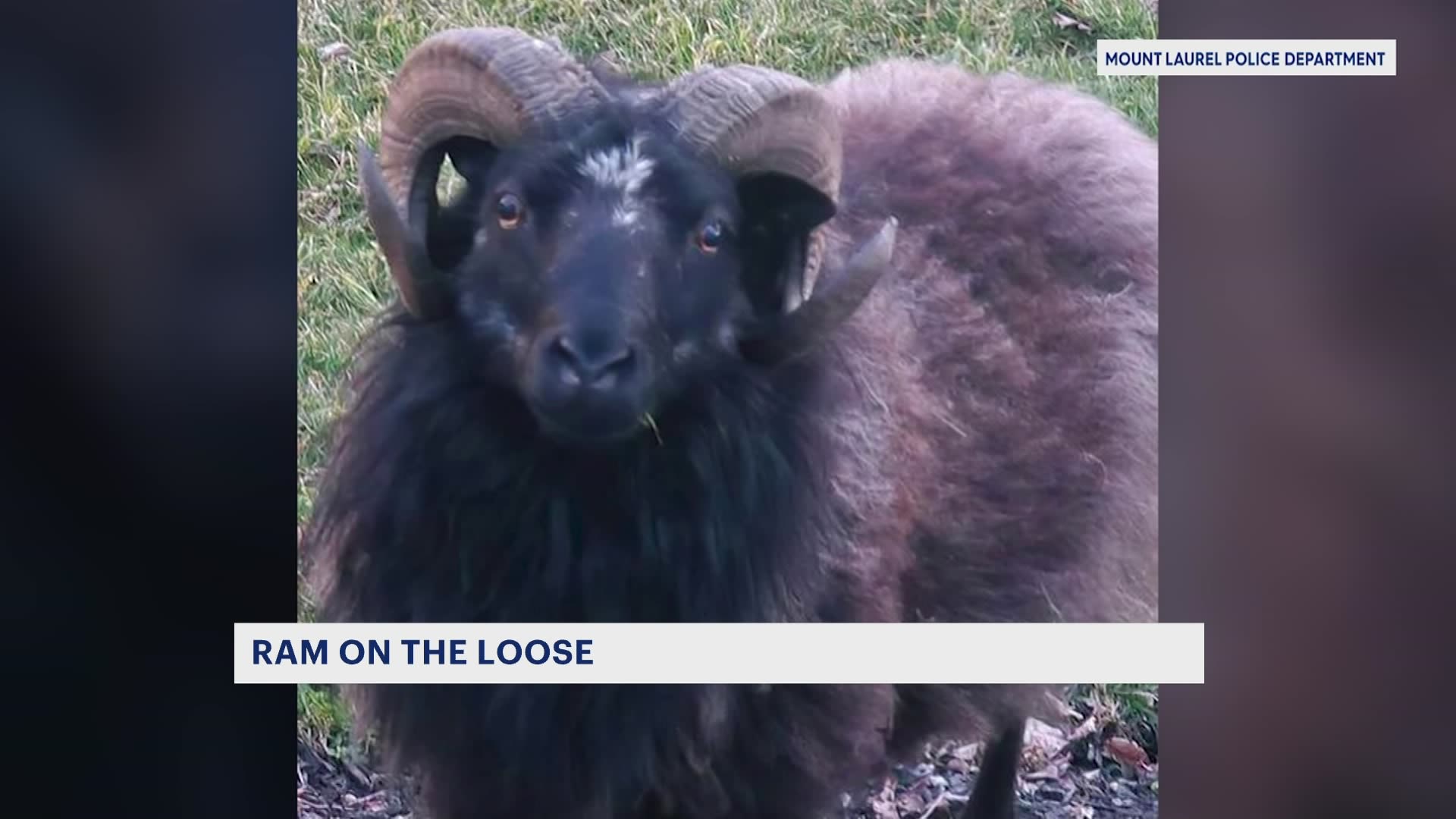 Mount Laurel police seek owner of ram seen wandering around town