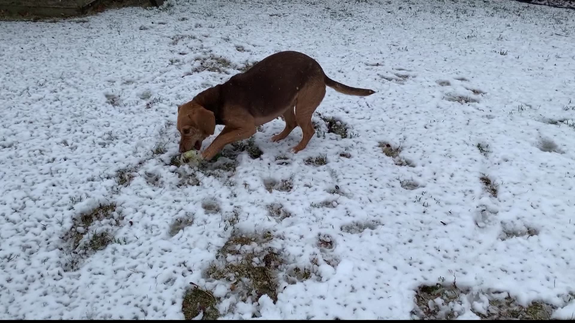 'Bring your dogs inside.' Bridgeport Animal Control gives warning amid ...