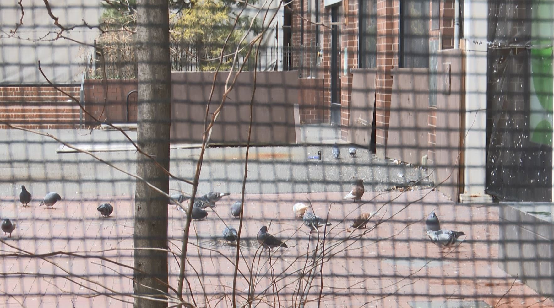 Building owners and bird rescuers debate on using nets to catch birds ...