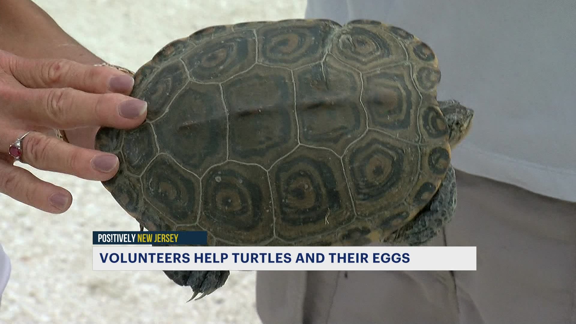Once endangered diamondback terrapin turtles make a comeback