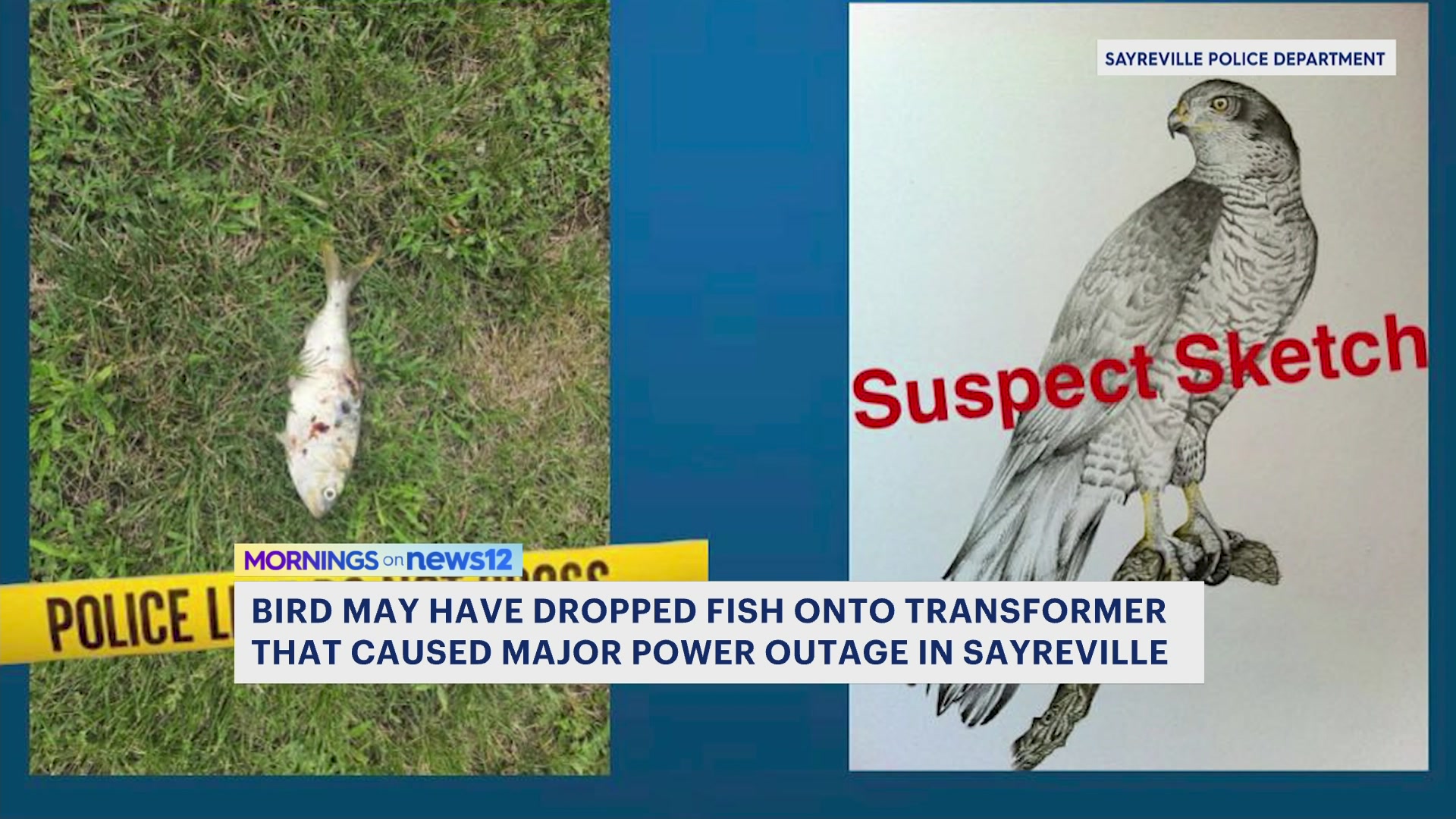 News 12 | New Jersey | Bird May Have Dropped Fish Transformer Caused ...