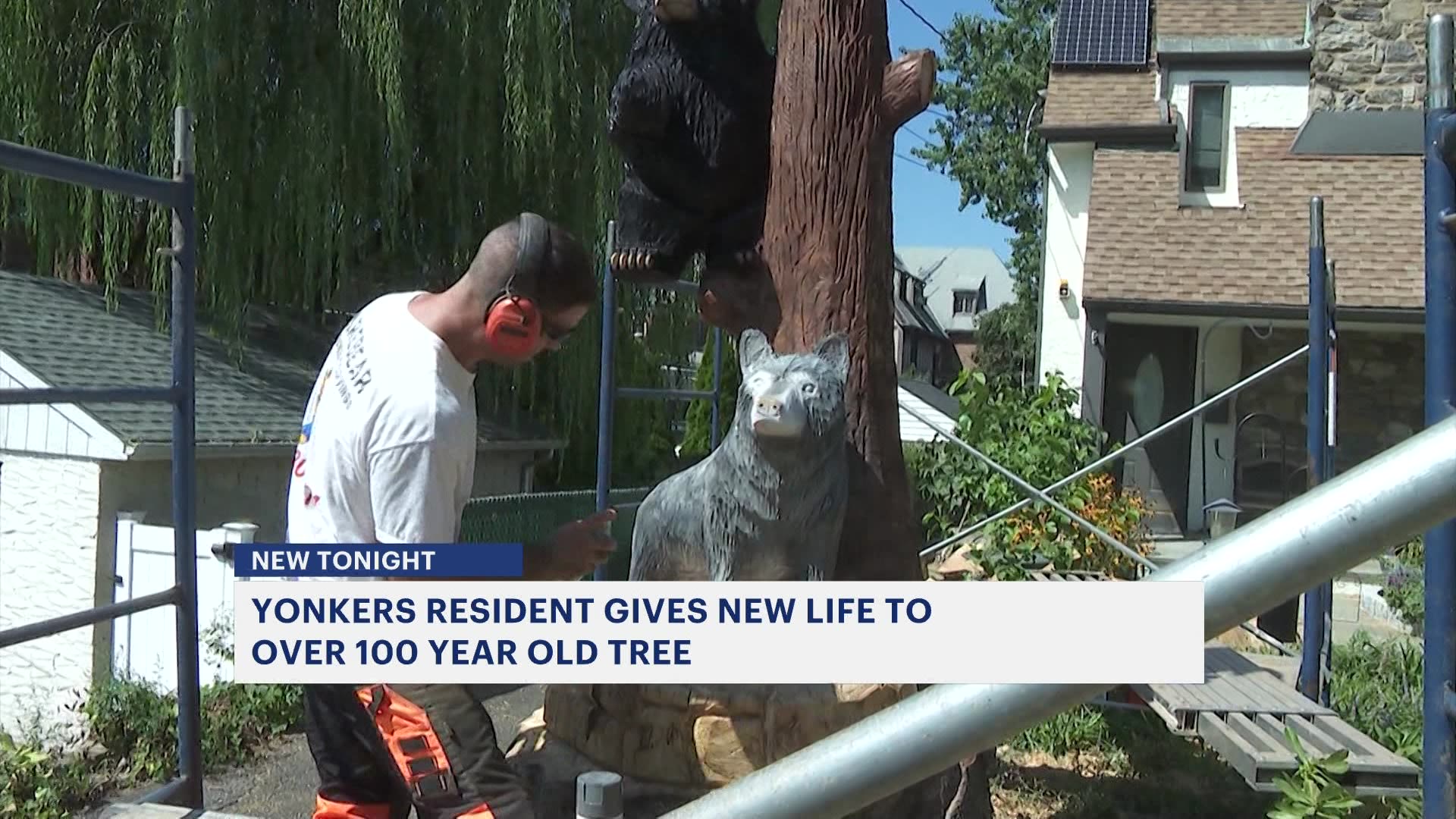 Yonkers artist gives new life to centenarian tree