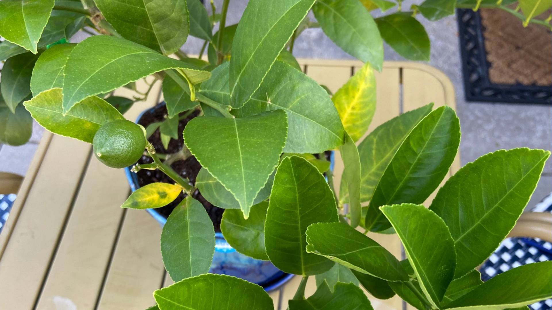 Garden Guide: Do you have questions for Alex Calamia? Submit them here