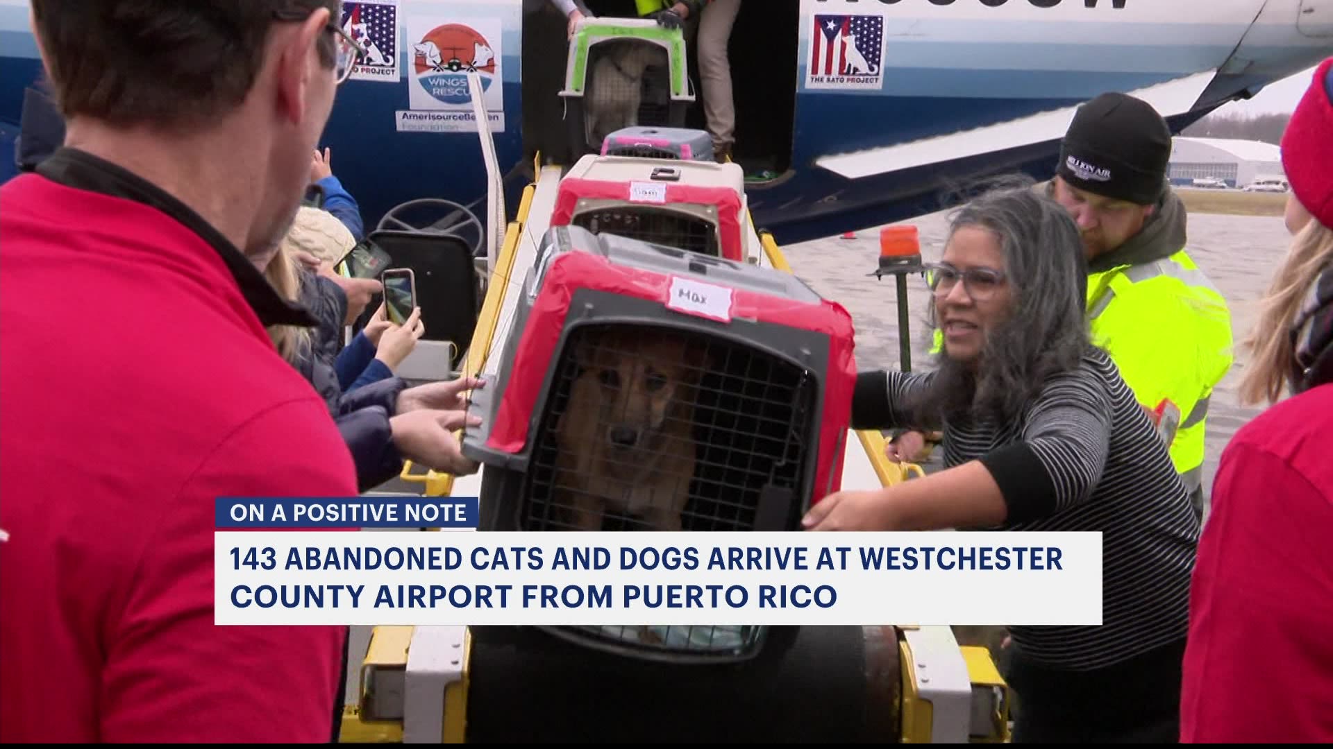 Over 140 abandoned, homeless pets flown from Puerto Rico to find new 'fur-ever' homes in the ...