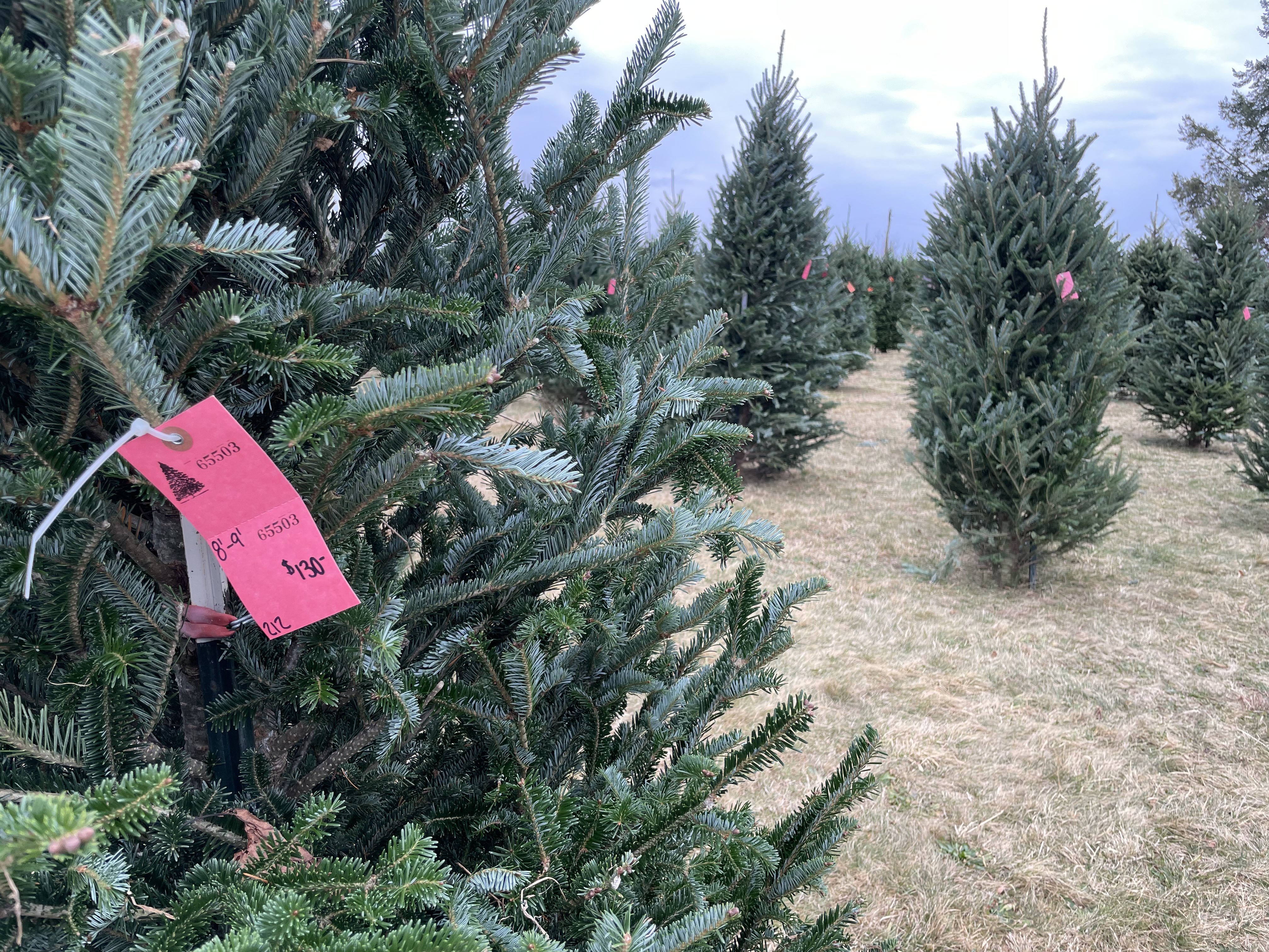 Christmas tree season begins Saturday at Wilkens Fruit & Fir Farm in ...