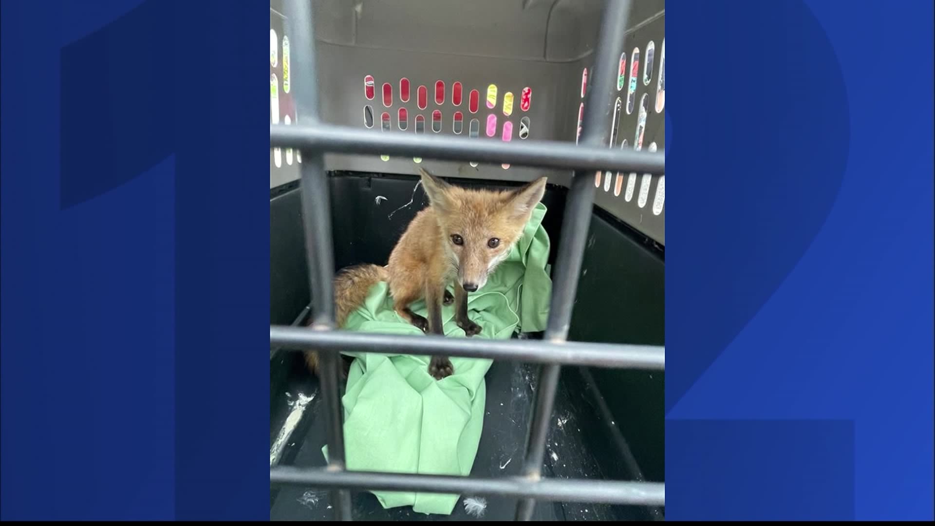 Orphaned baby fox rescued in East Norwich