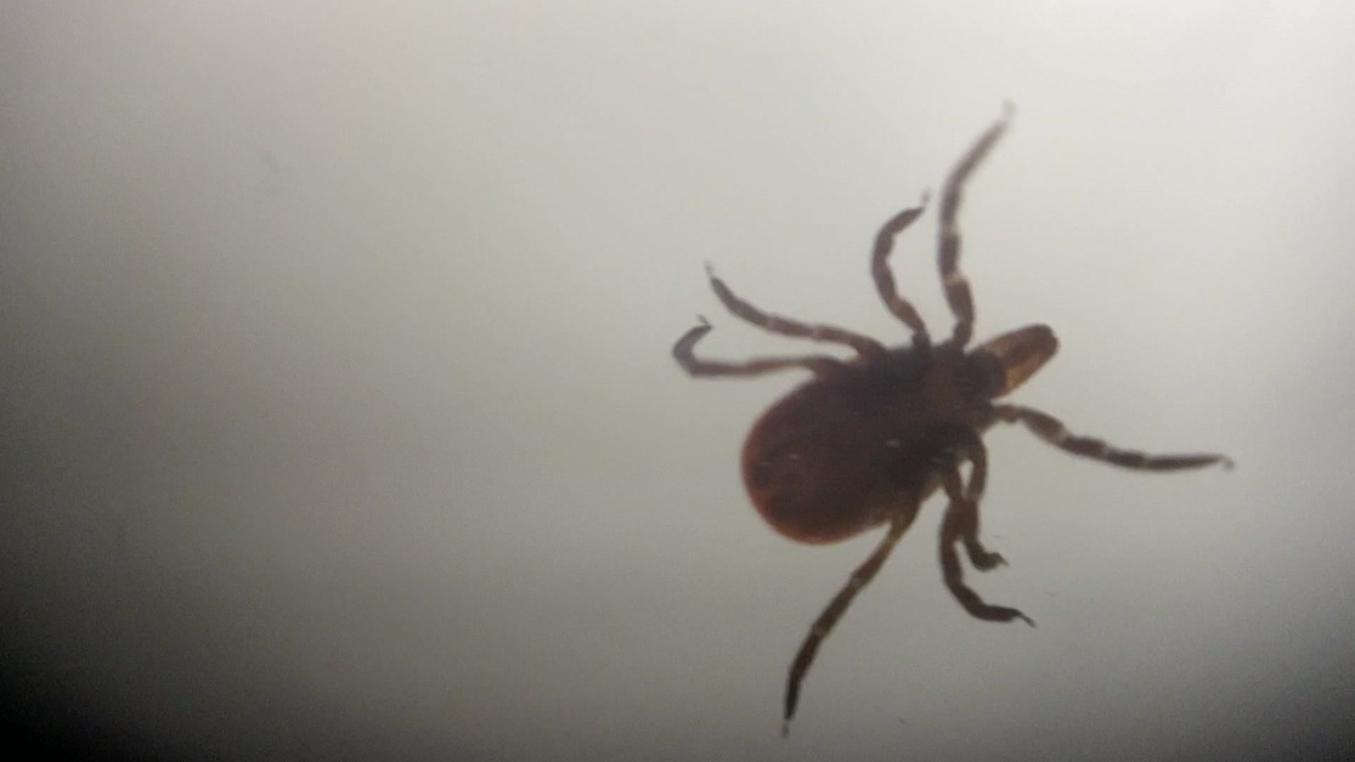 It could be a bad summer for ticks. Here’s how to protect yourself from ...