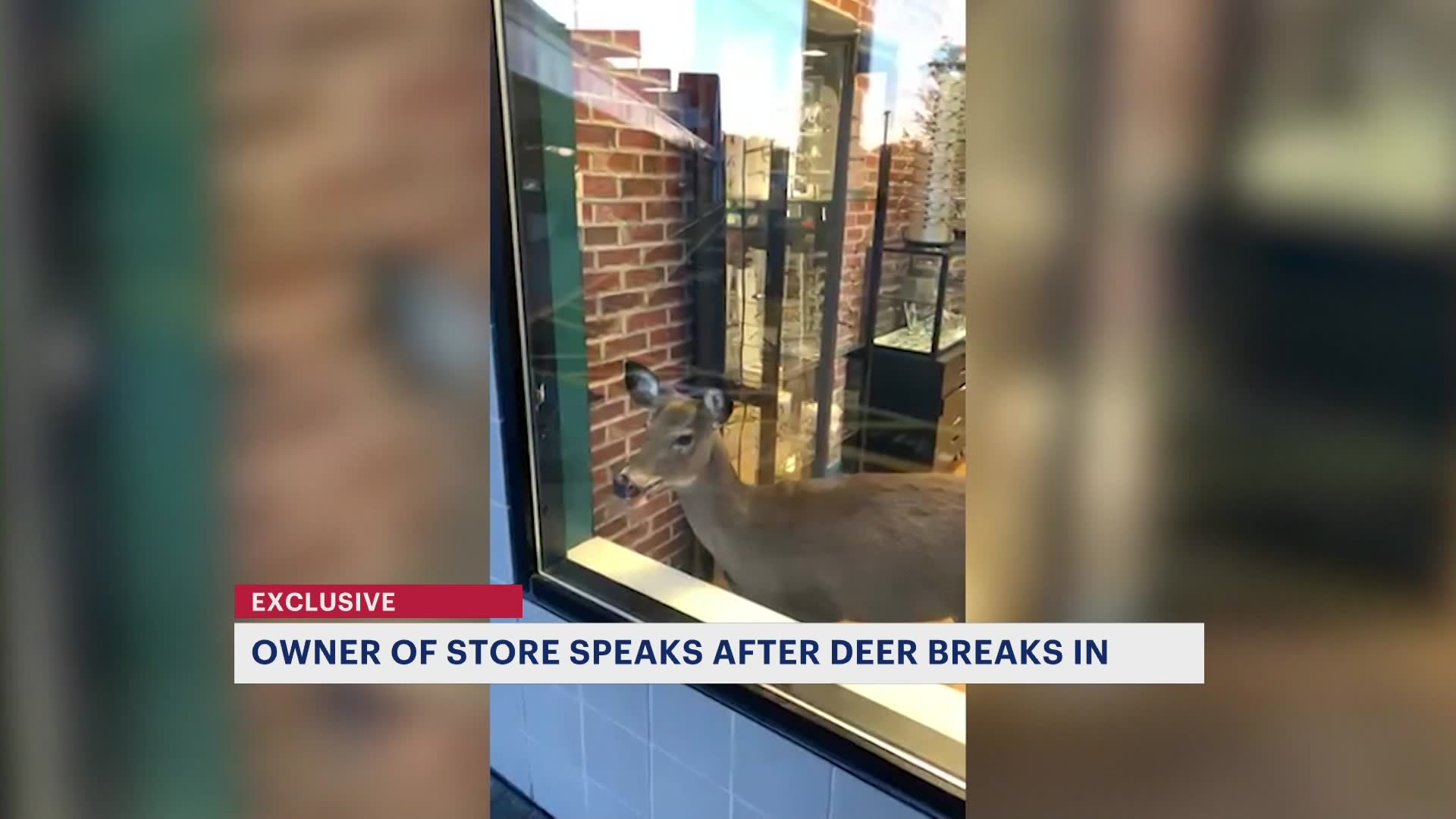 CAUGHT ON CAMERA: Deer crashes through window of Matawan eyewear store