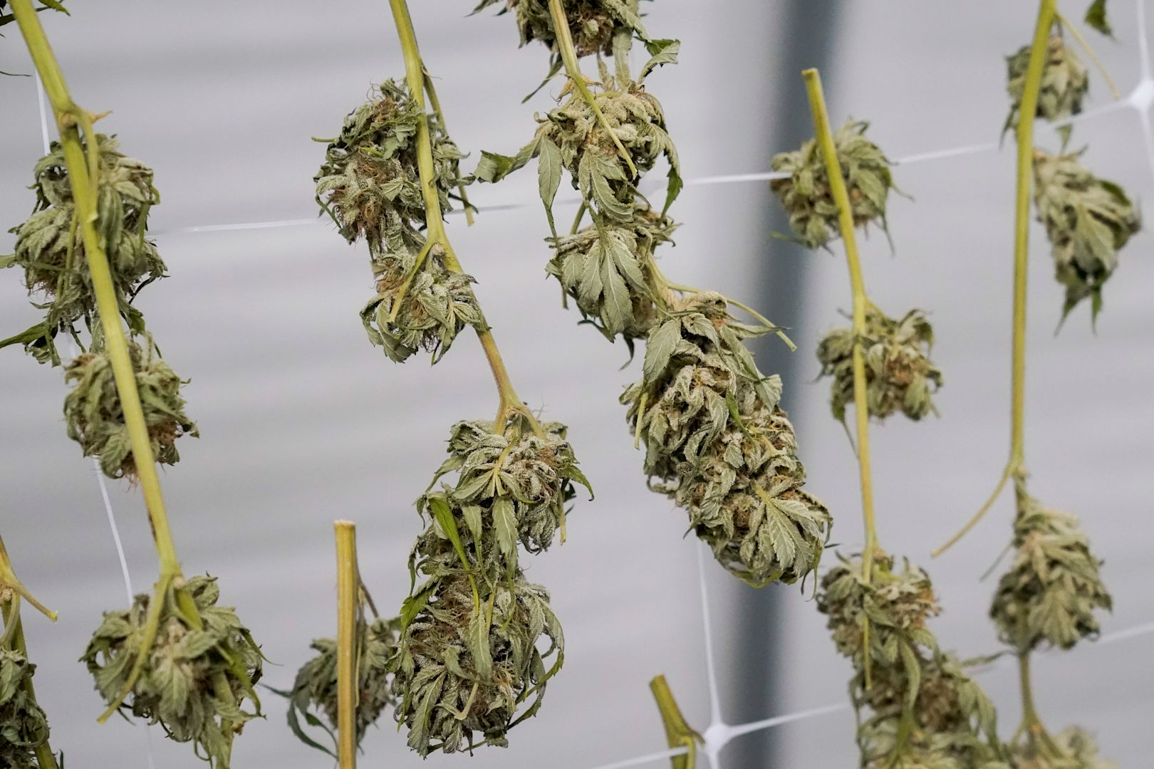 NY Cannabis Control Board approves licensing for cultivation, selling ...