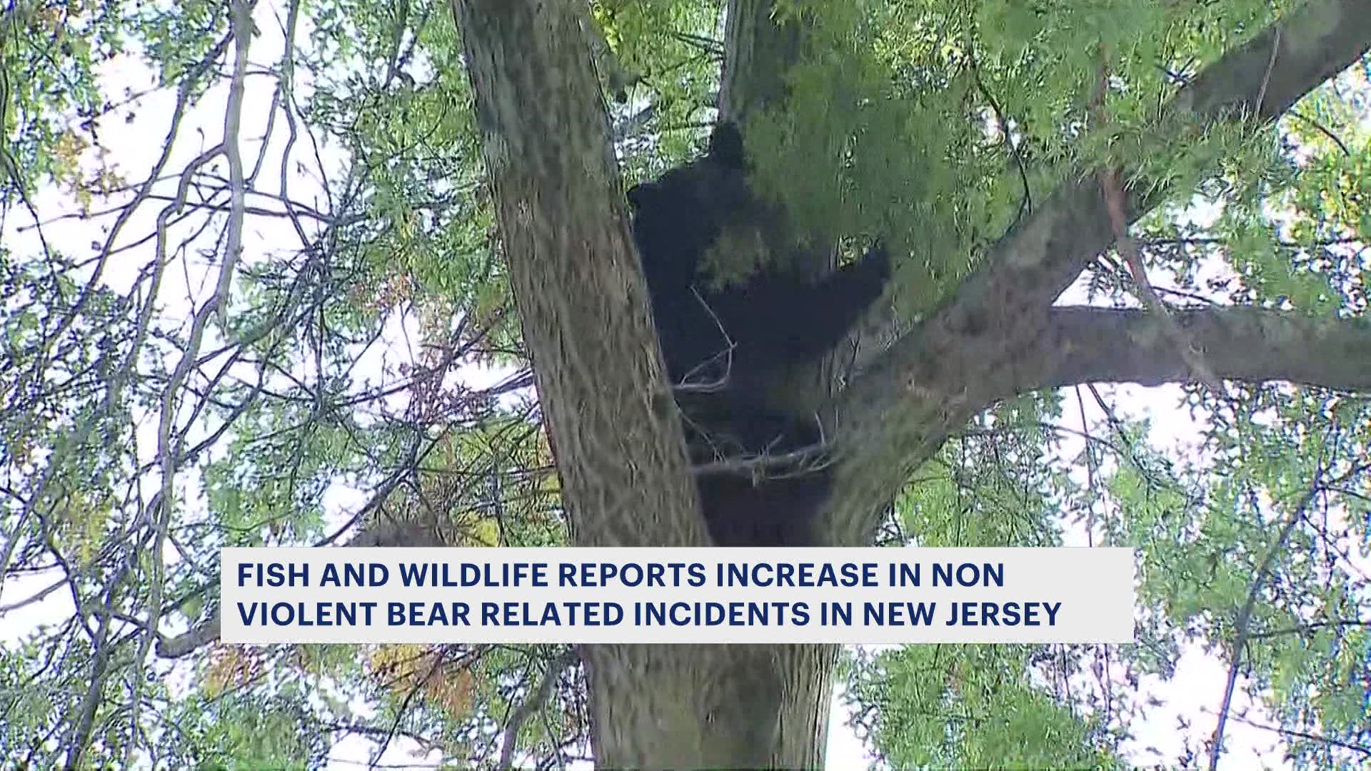News 12 | New Jersey | Fish And Wildlife New Jersey Sees Increase In ...