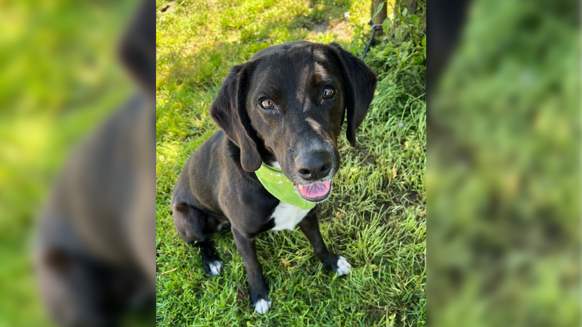 Paws & Pals: Dogs up for adoption at Posh Pets Rescue on June 3