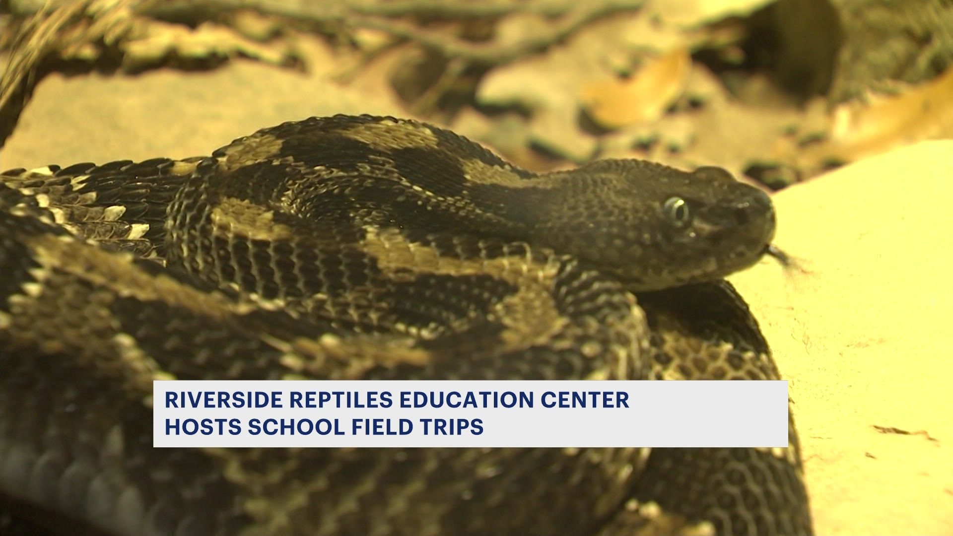 Road Trip: Enfield education center offers up close view of unique reptiles