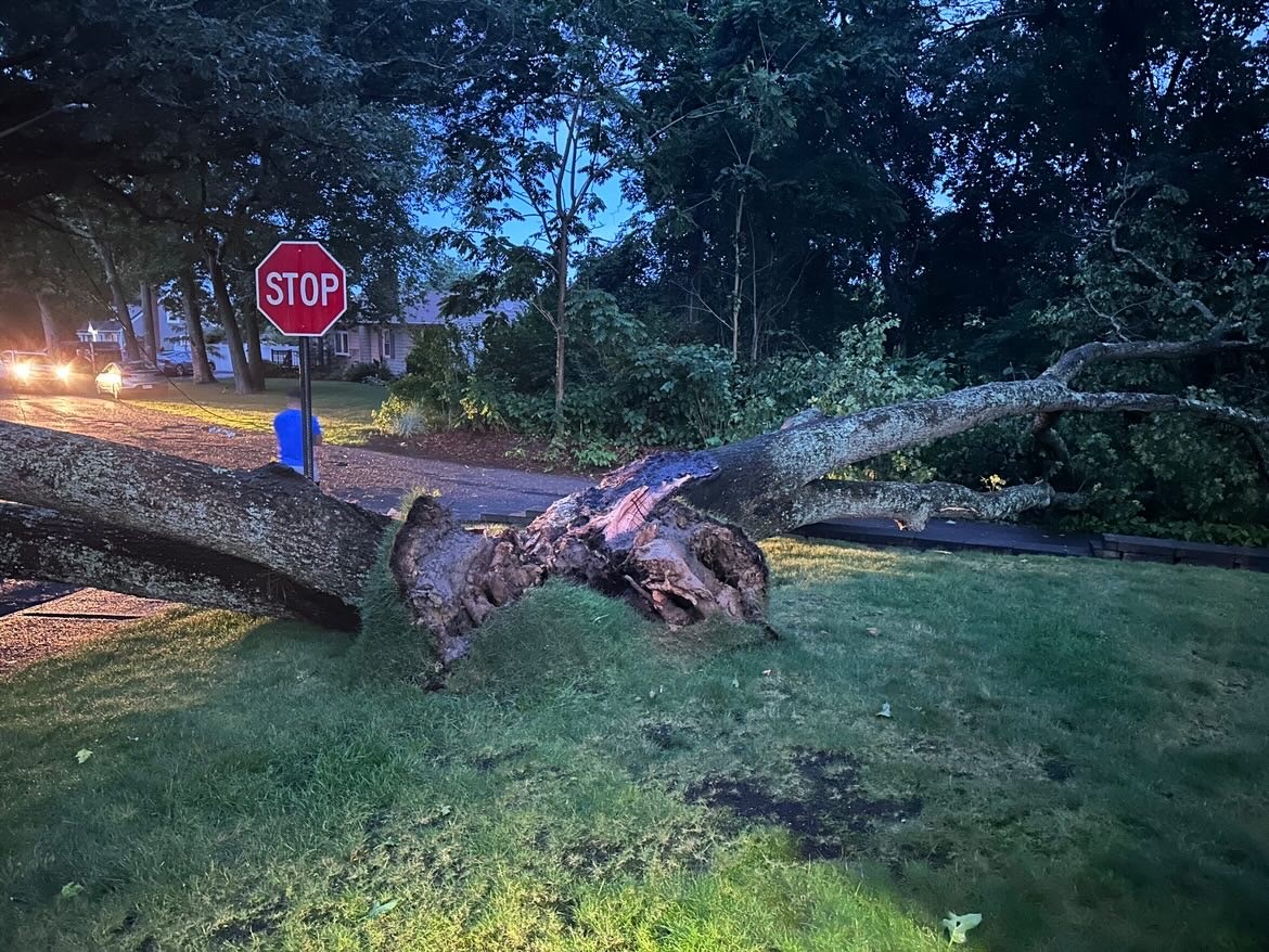 'The house shook': Tree down in Patchogue following overnight storms