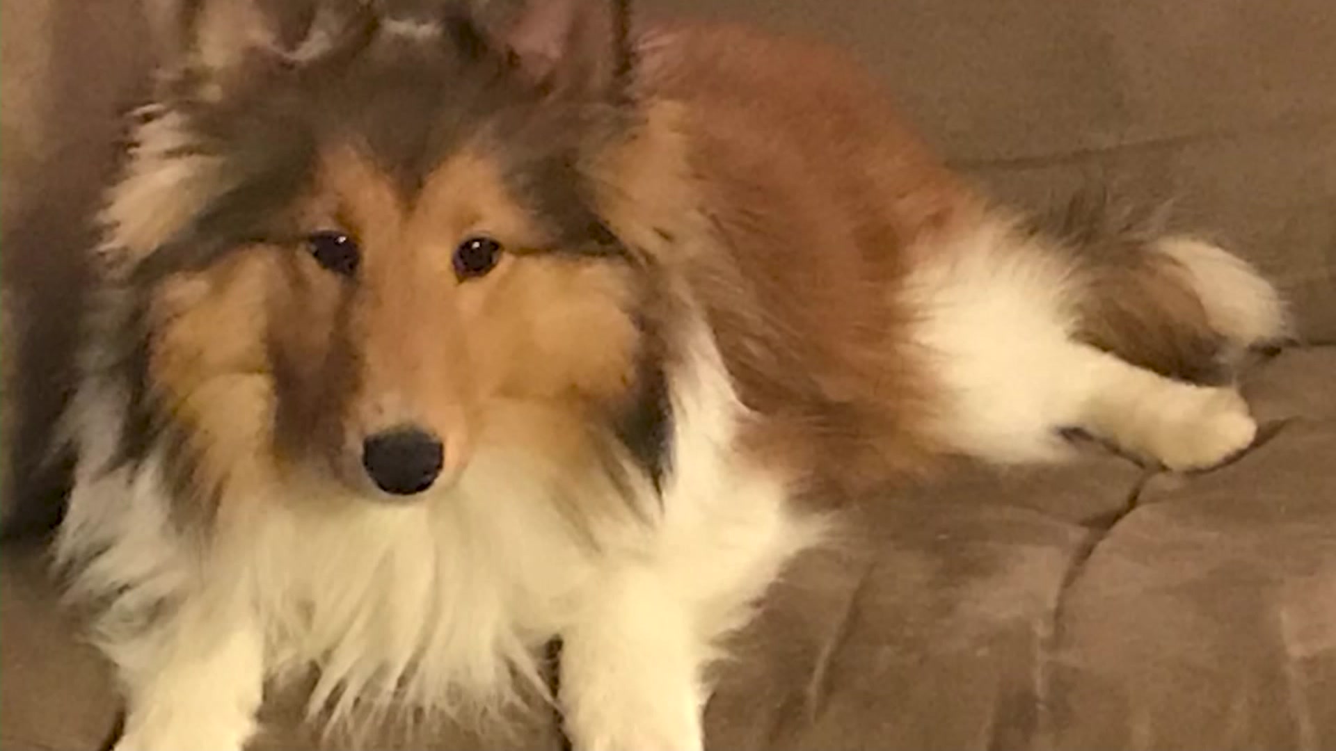 News 12 | Hudson Valley | I Just Want My Dog Woman Who Was Struck By ...