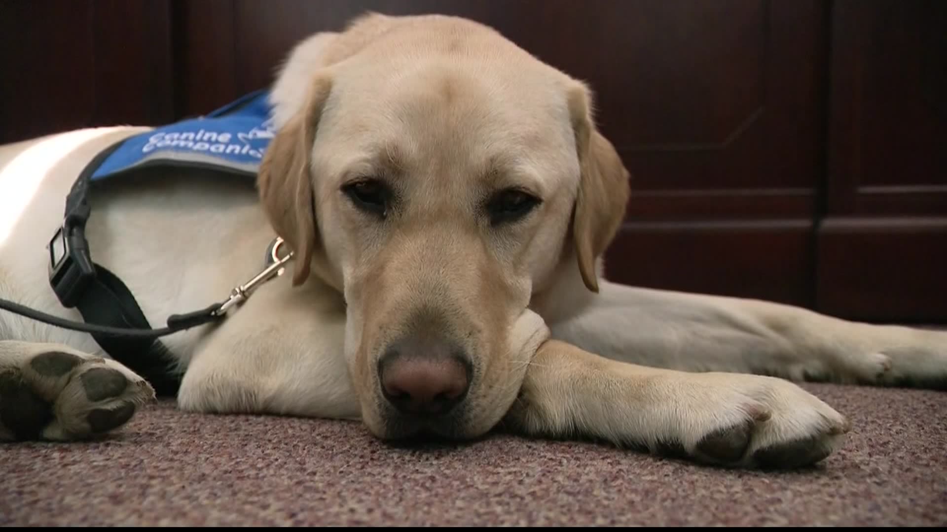 Suffolk DA's Office introduces new service dog to help calm victims and ...