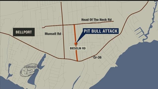 News 12 | Brooklyn | Police Pit Bull Attacks 7 Year Old In Bellport ...