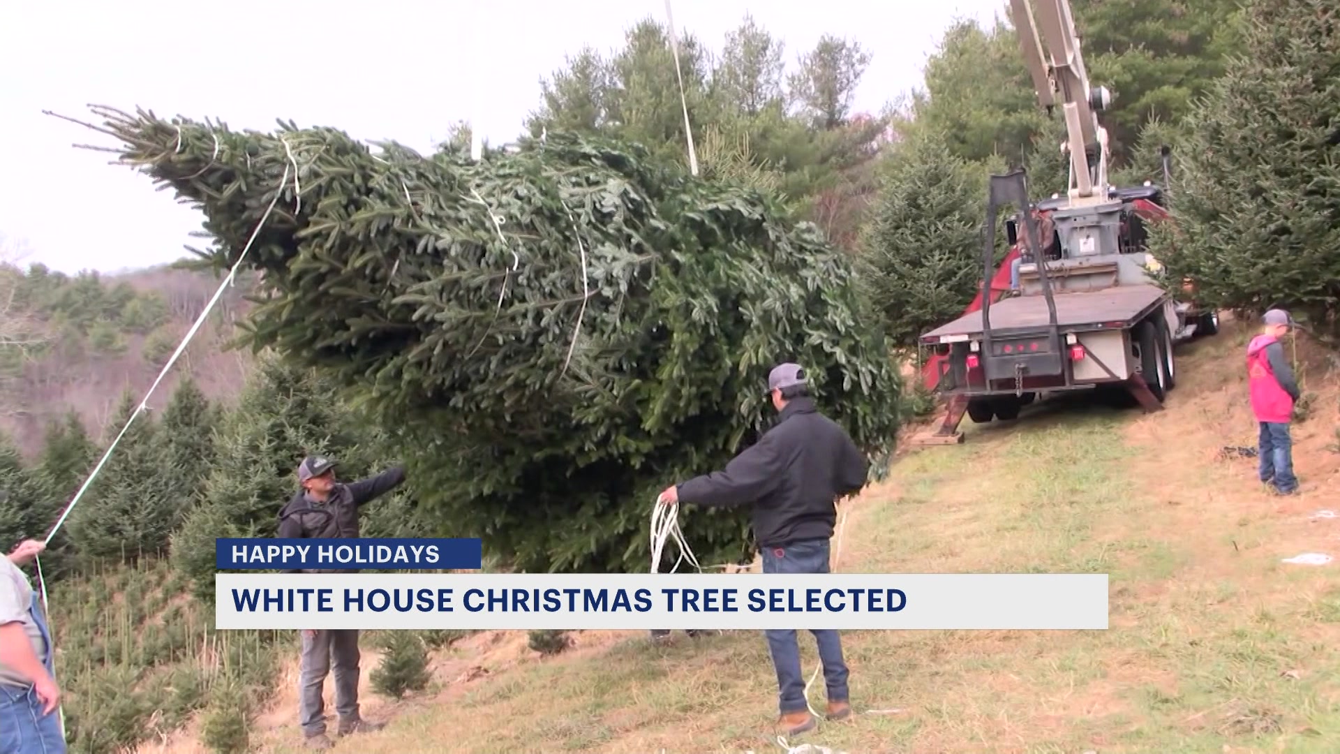 News 12 | Bronx | Fraser Fir From North Carolina Selected For White ...