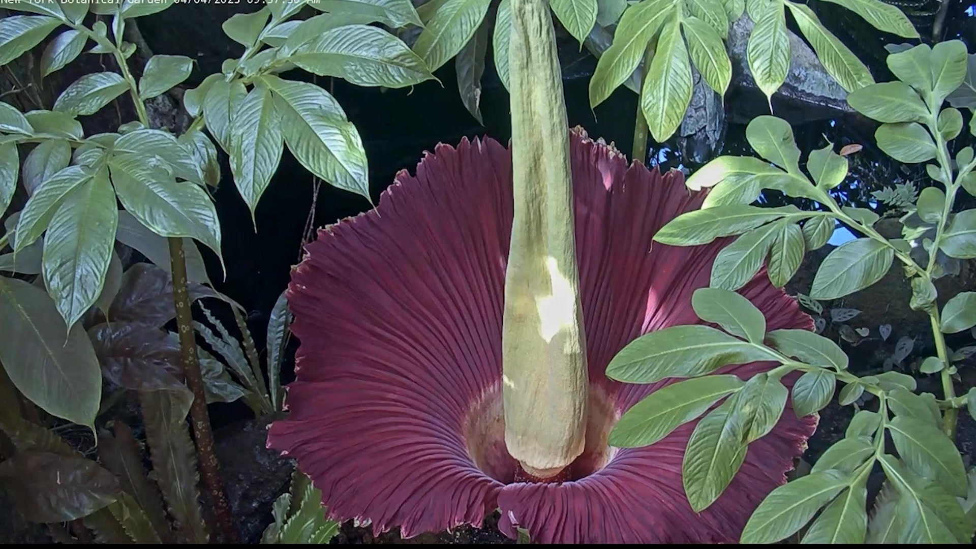 WATCH LIVE - Corpse Flower blooms at the New York Botanical Garden