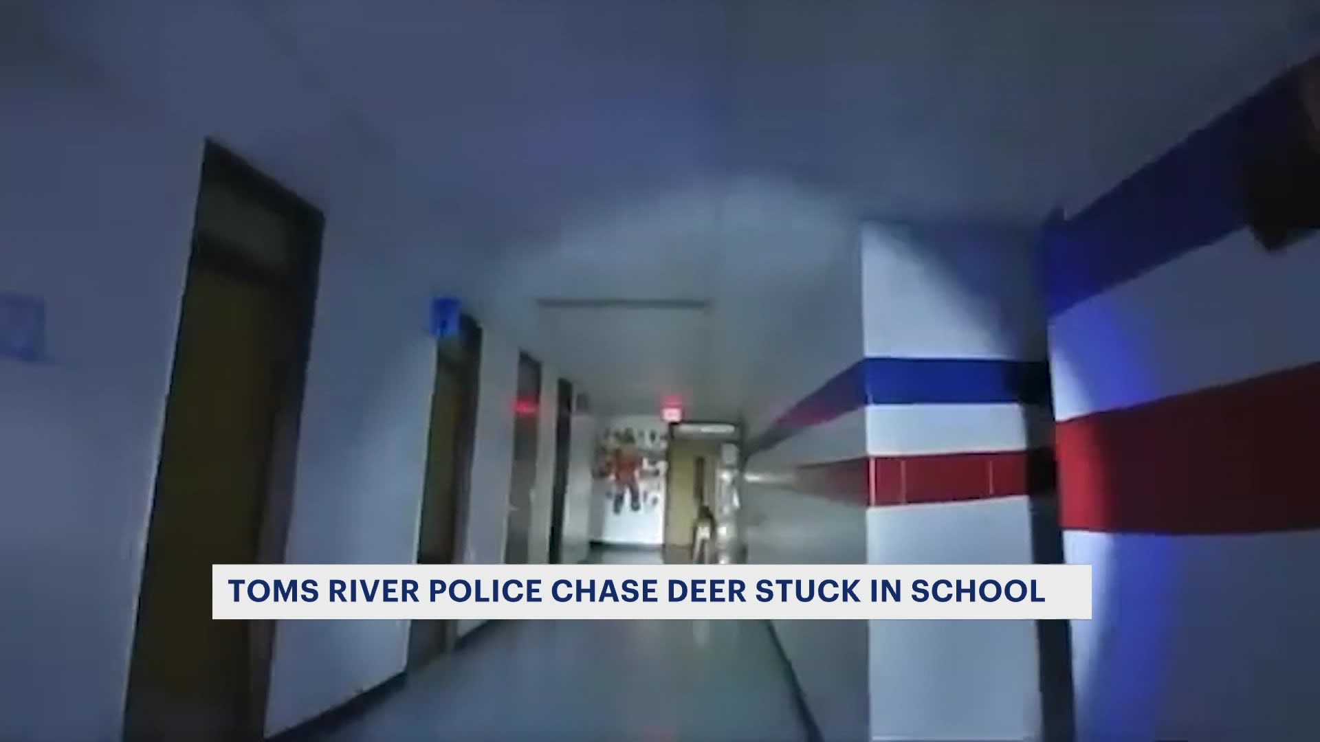 WATCH: Toms River police chase deer stuck in elementary school