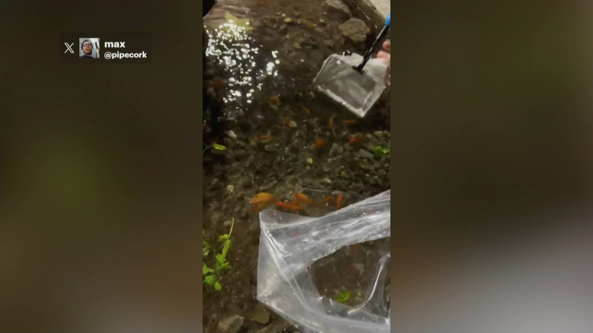 News 12 | Westchester | Unofficial Goldfish Pond Spotted At ...