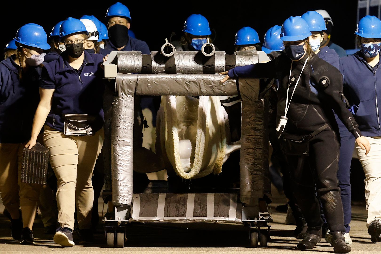 Beluga whales finally arrive at Connecticut aquarium after legal battle