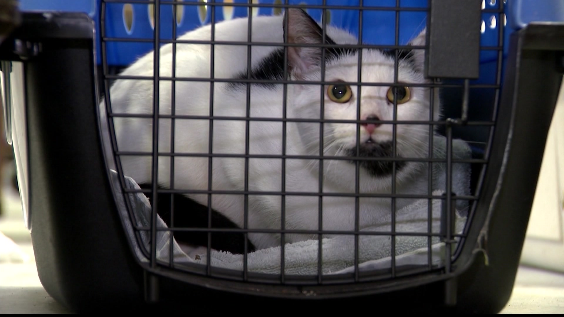 News 12 | Connecticut | 3 Charged In Massive Cat Hoarding Case To Make ...